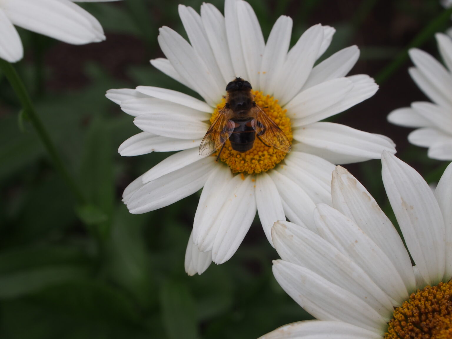 Just bee-you-tiful – Sun, Moon, Stars (Alice's Grand Adventures)